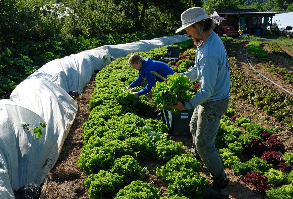 Radical Roots Farm – Plant To Profit