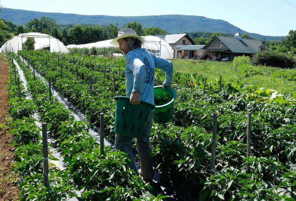 Radical Roots Farm – Plant To Profit