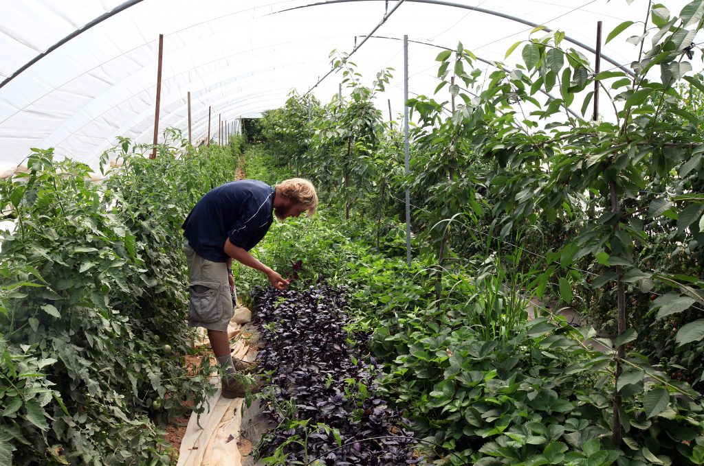 Radical Roots Farm – Plant To Profit