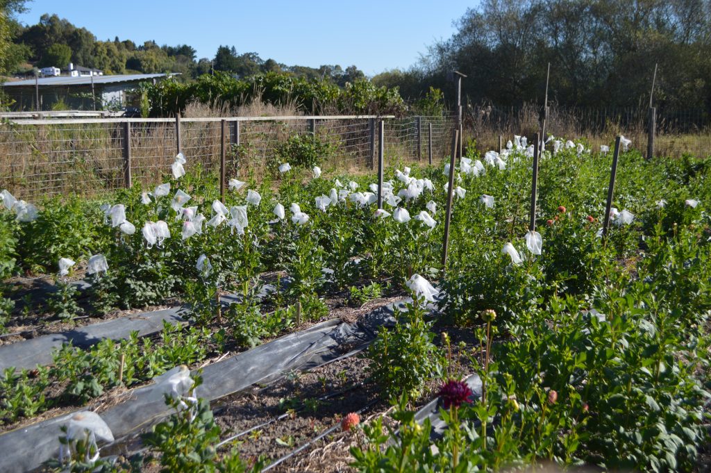 B-Side Farm, July 2019 – Plant To Profit