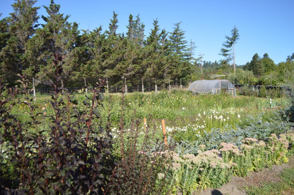 B-Side Farm, July 2019 – Plant To Profit