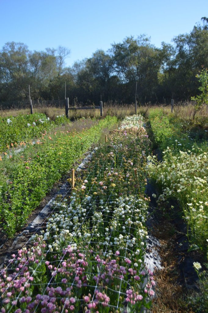 B-Side Farm, July 2019 – Plant To Profit