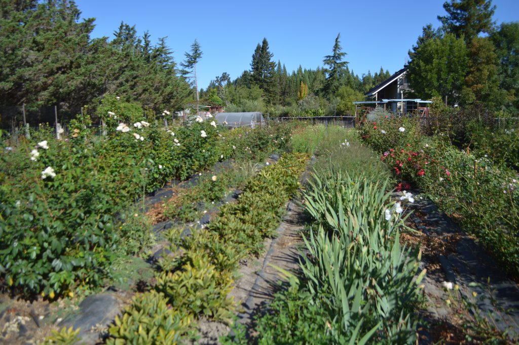 B-Side Farm, July 2019 – Plant To Profit