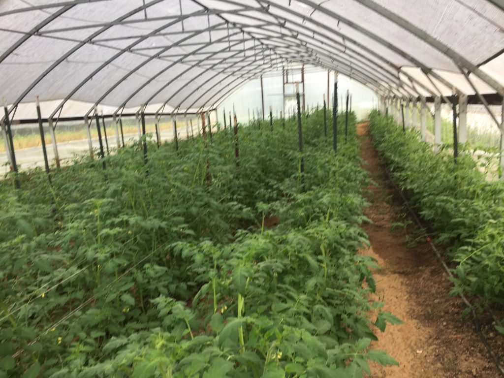 Rag & Frass Farm, February 2020 – Plant To Profit
