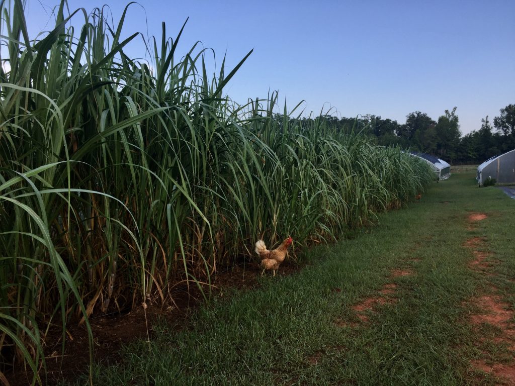 Rag & Frass Farm, February 2020 – Plant To Profit