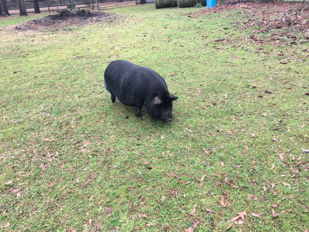 Rag & Frass Farm, February 2020 – Plant To Profit