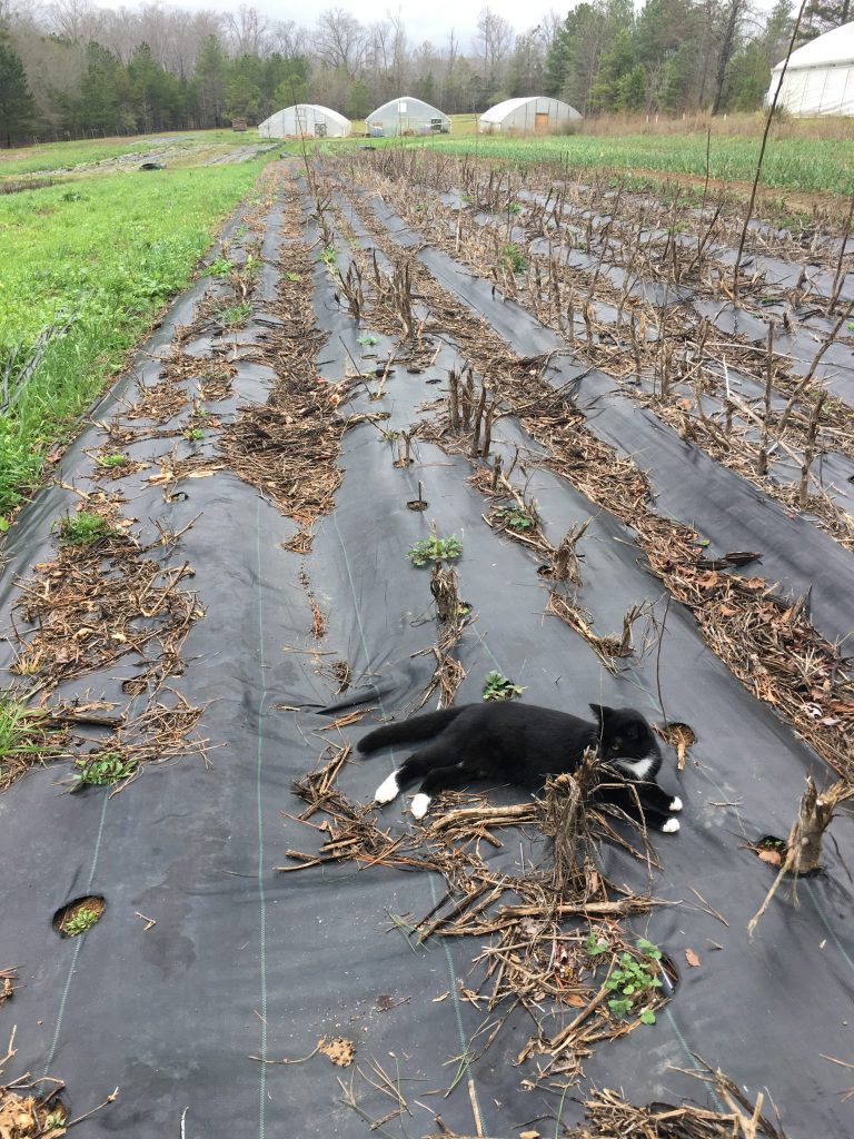 Rag & Frass Farm, February 2020 – Plant To Profit