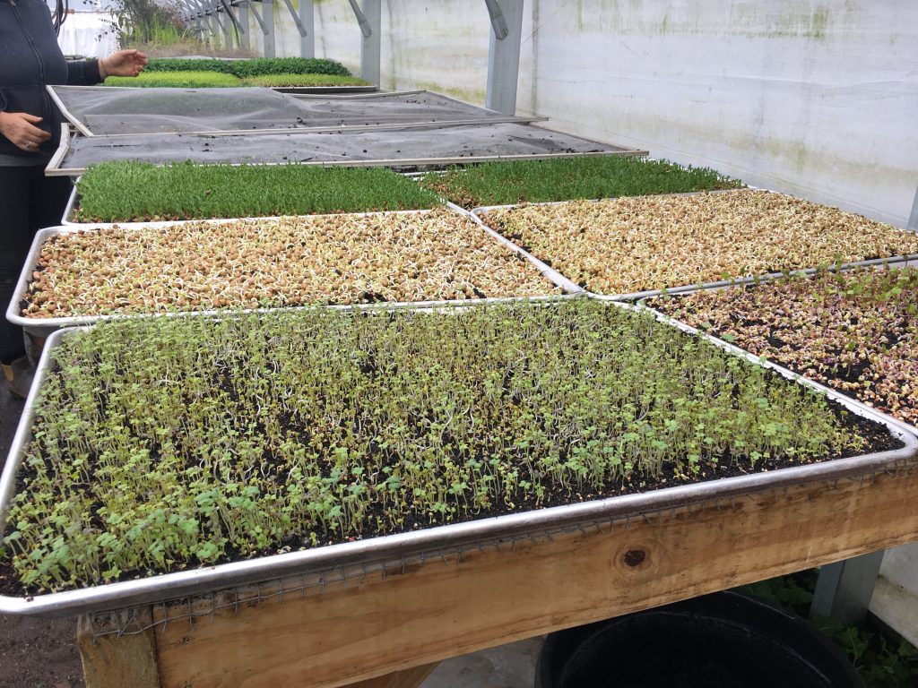 Rag & Frass Farm, February 2020 – Plant To Profit