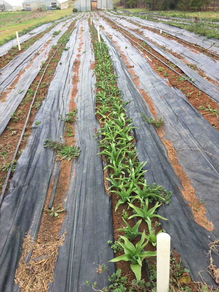 Rag & Frass Farm, February 2020 – Plant To Profit