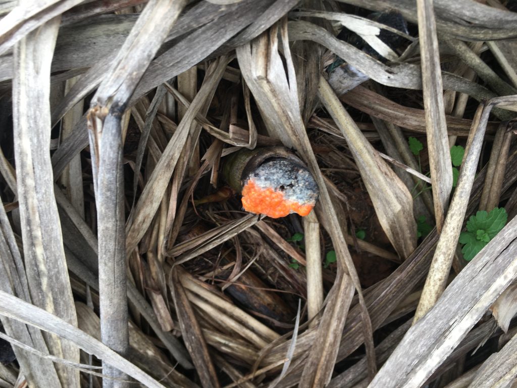 Rag & Frass Farm, February 2020 – Plant To Profit