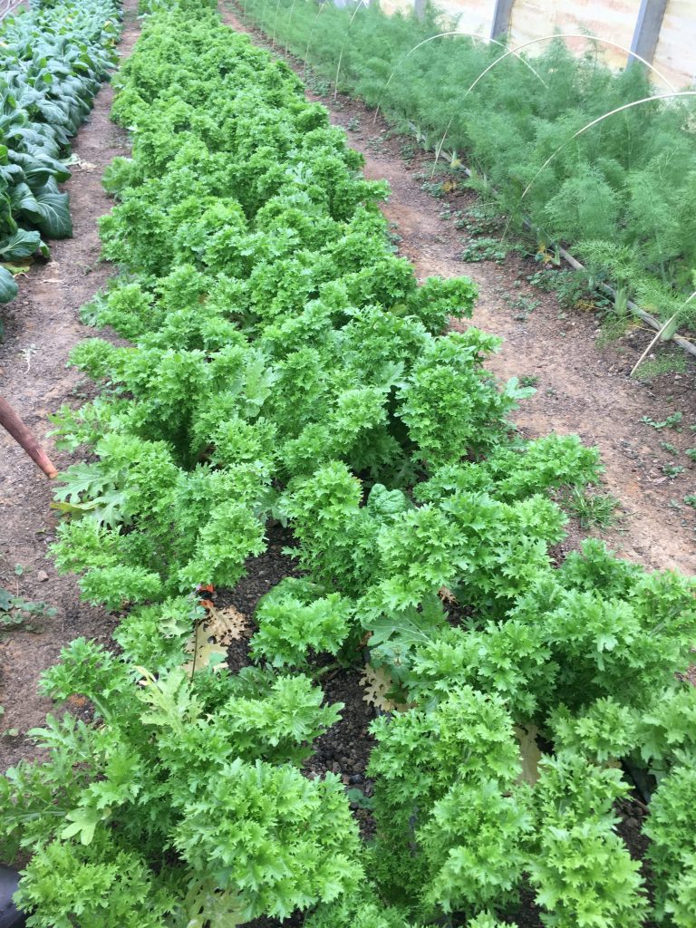 Rag & Frass Farm, February 2020 – Plant To Profit