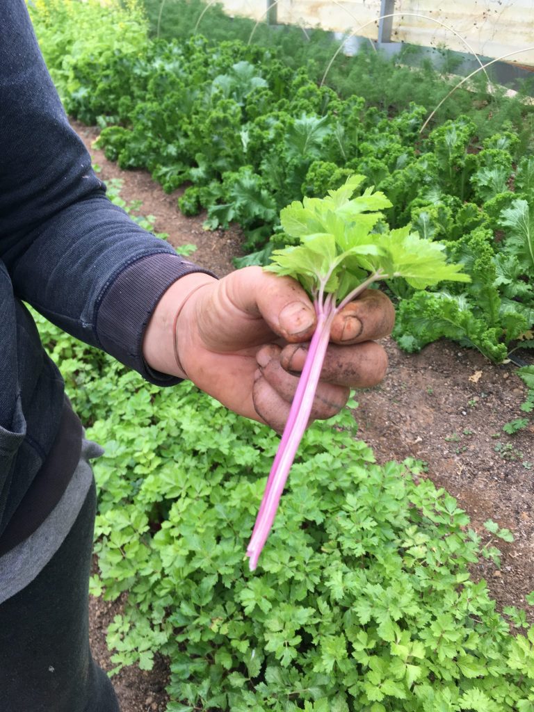 Rag & Frass Farm, February 2020 – Plant To Profit